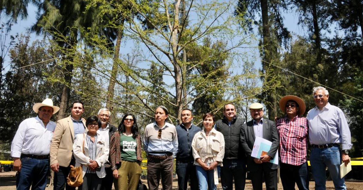 Sembrarán nuevo ahuehuete en glorieta de Reforma