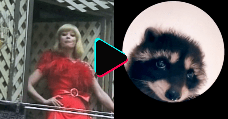 La historia detrás de “Pedro, Pedro, Pedro”: El video viral de TikTok protagonizado por un mapache