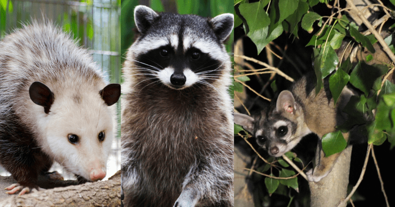 Tlacuaches, mapaches y cacomixtles, tesoros de la fauna urbana de la ...