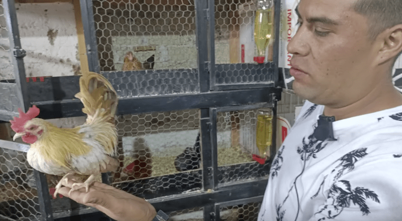 Día Internacional del Gallero: Festejando una tradición milenaria ¿Por ...