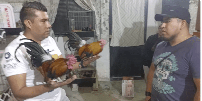 Día Internacional del Gallero: Festejando una tradición milenaria ¿Por ...