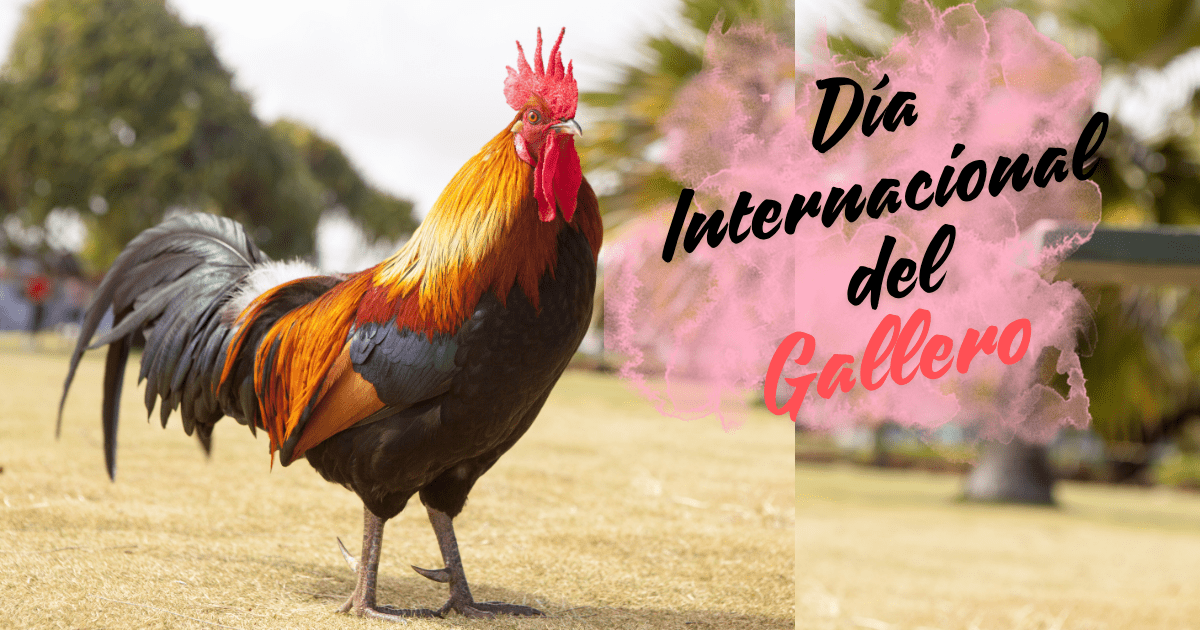 Día Internacional del Gallero: Festejando una tradición milenaria ¿Por qué se celebra?