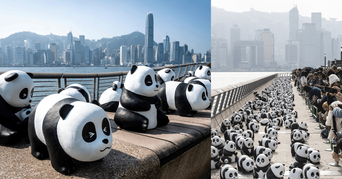 Hong Kong exhibe 2,500 esculturas de pandas en festival masivo