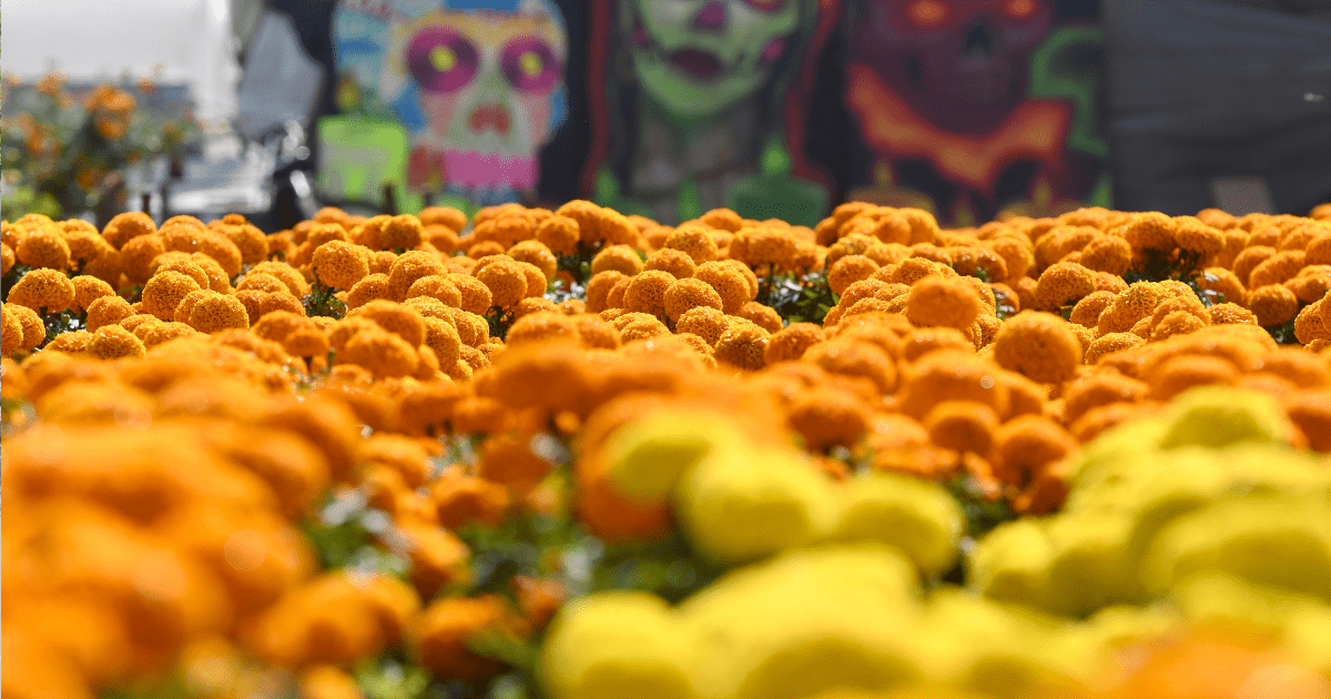 Feria de cempasúchil en Reforma 2025: horarios, precios y dónde comprar ...